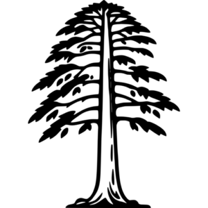 Tall Pine Tree Silhouette SVG - svgcollections.com